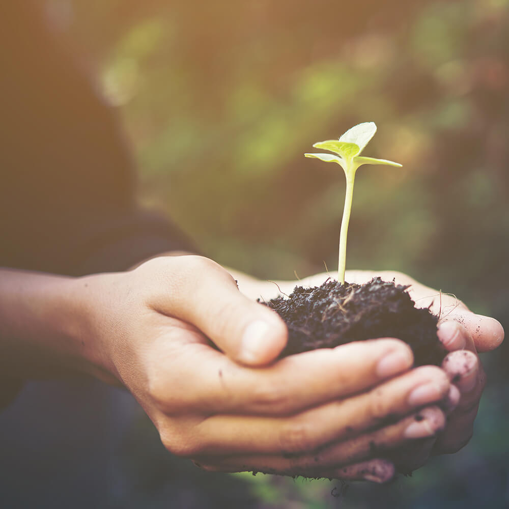 Why Live Plants Make Great Gifts – Pop's Nursery