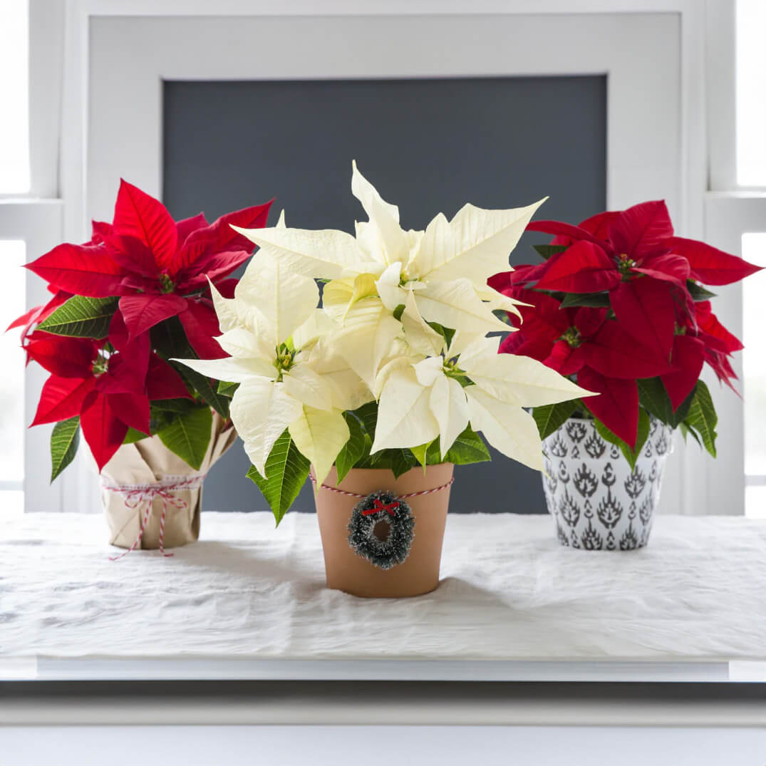 Exploring Christmas Seasonal Plants – Pop's Nursery